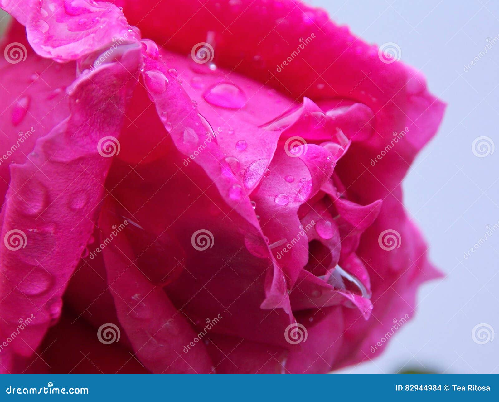 Rose stock photo. Image of raindrops, macro, rainy, garden - 82944984