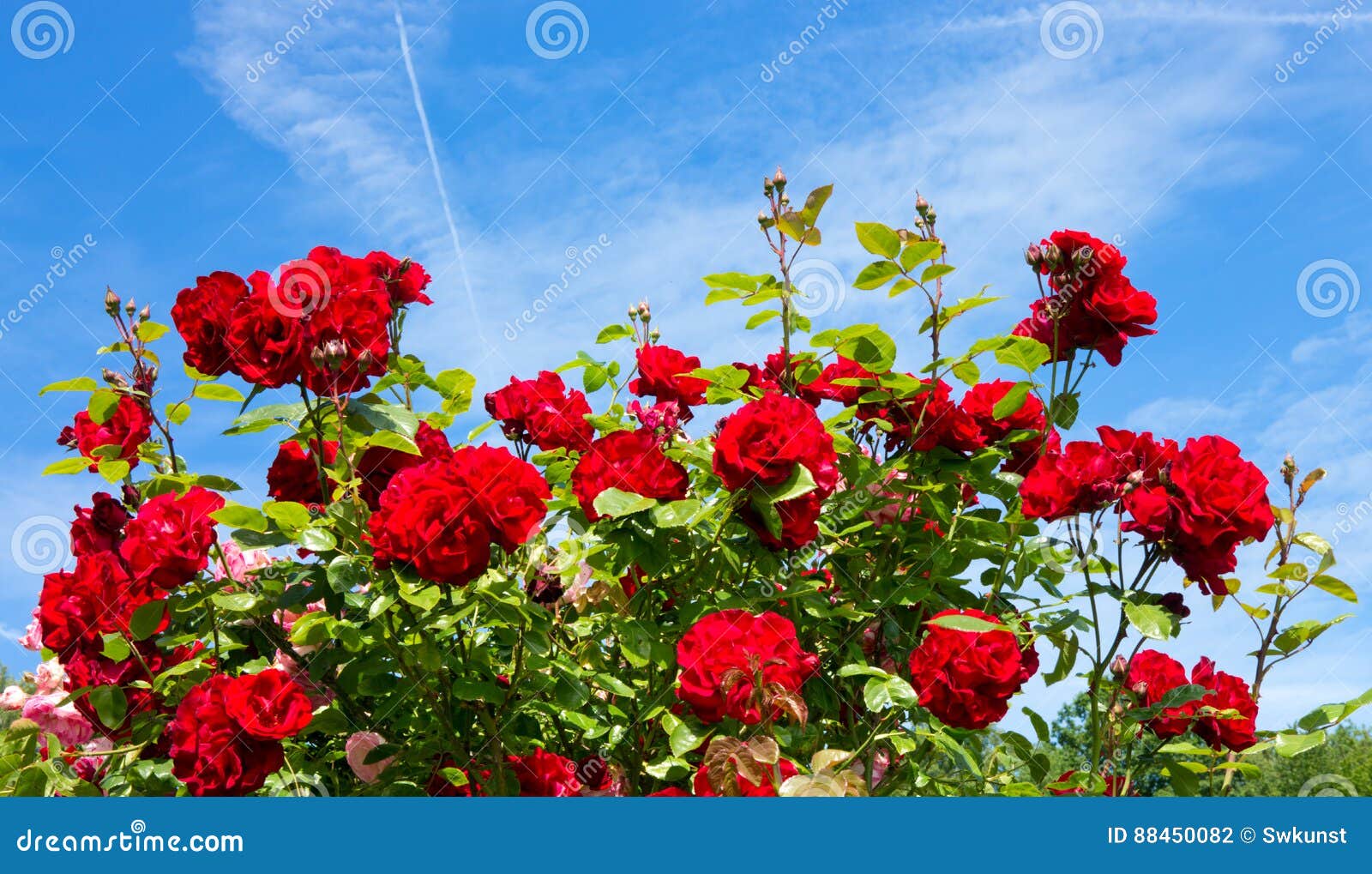 Rose rampicanti rosse fotografia stock. Immagine di esterno - 88450082