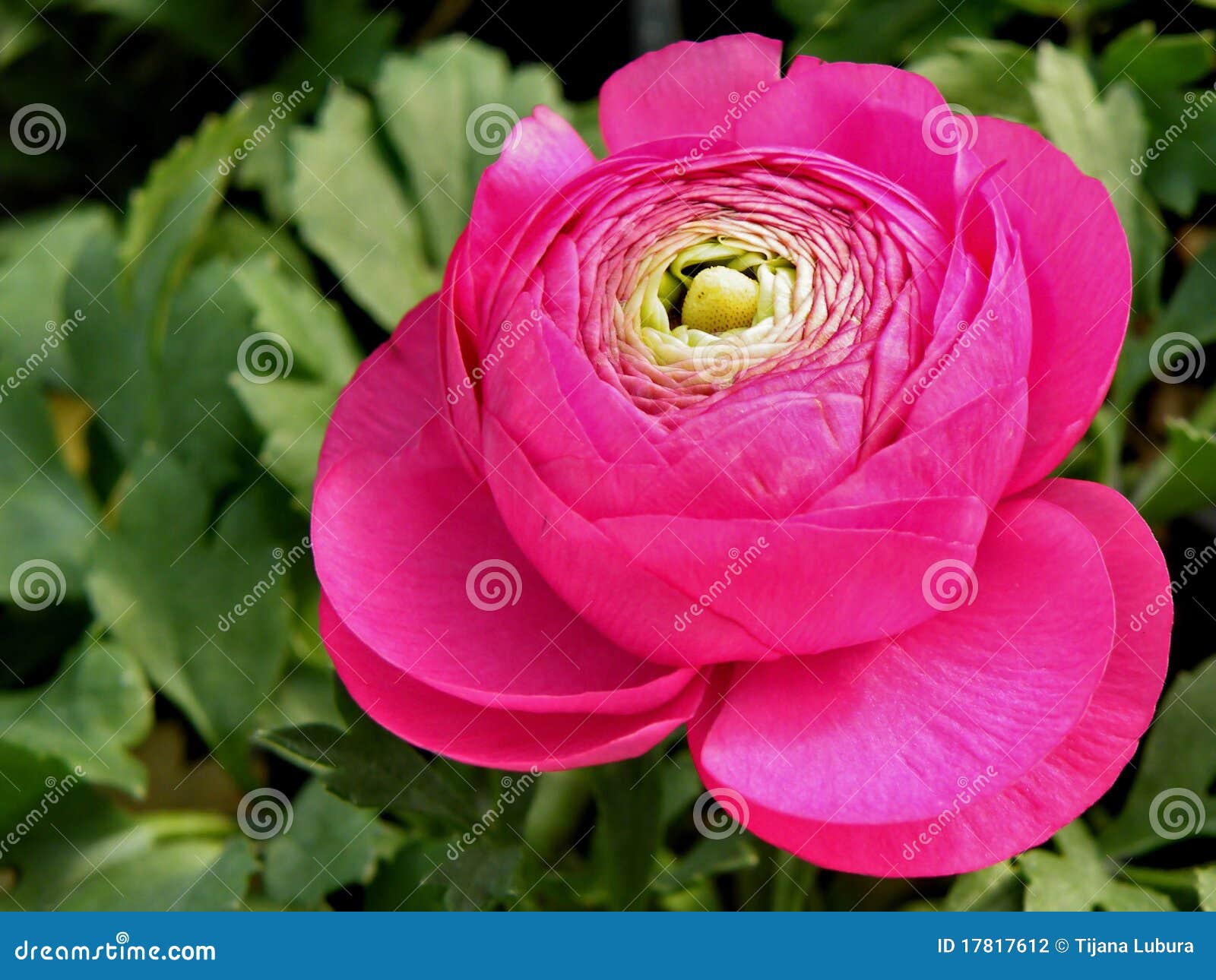Rose ranunculus stock photo. Image of gardening, closeup - 17817612