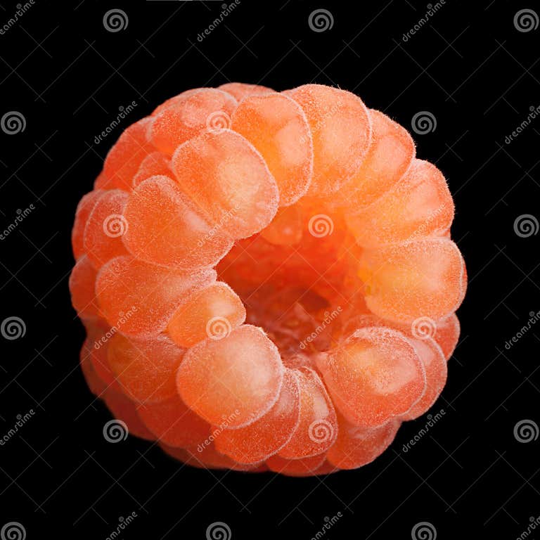 Rose Raspberry Fruit on Black Stock Photo - Image of rose, green: 77063018