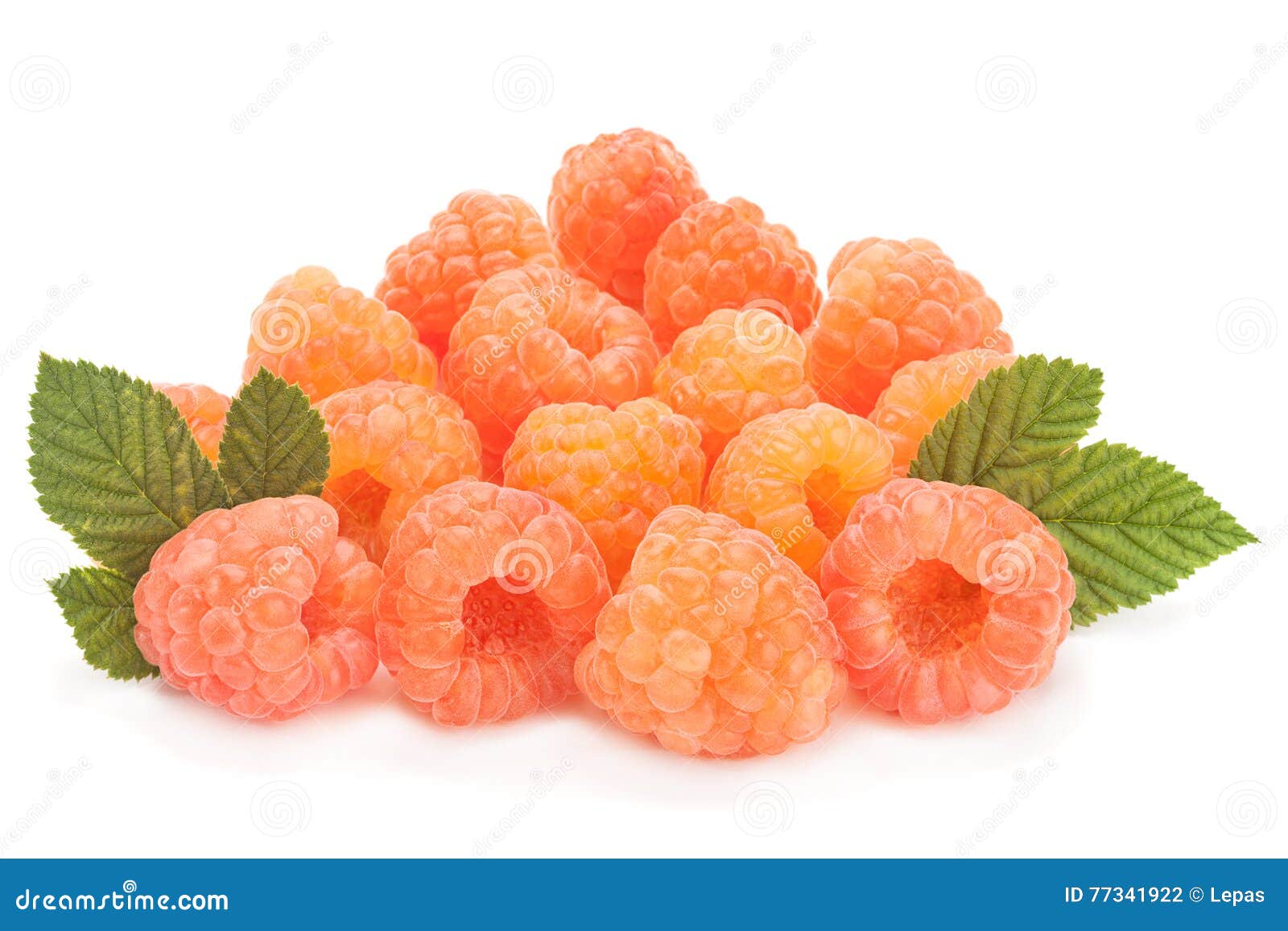 Rose raspberry on white stock photo. Image of sweet, leave - 77341922