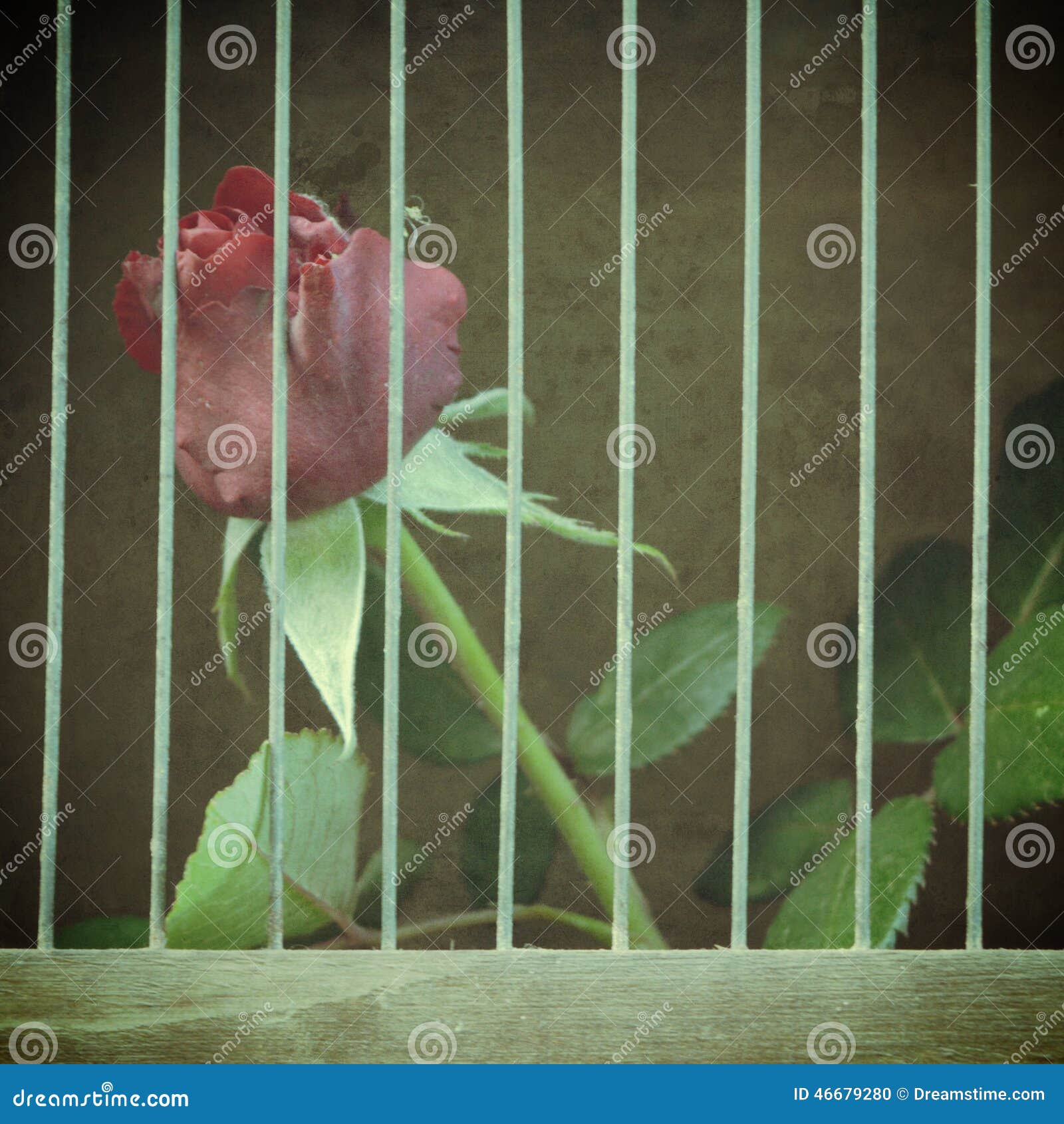 Rose stock photo. Image of prision, jail, cage, rose - 46679280