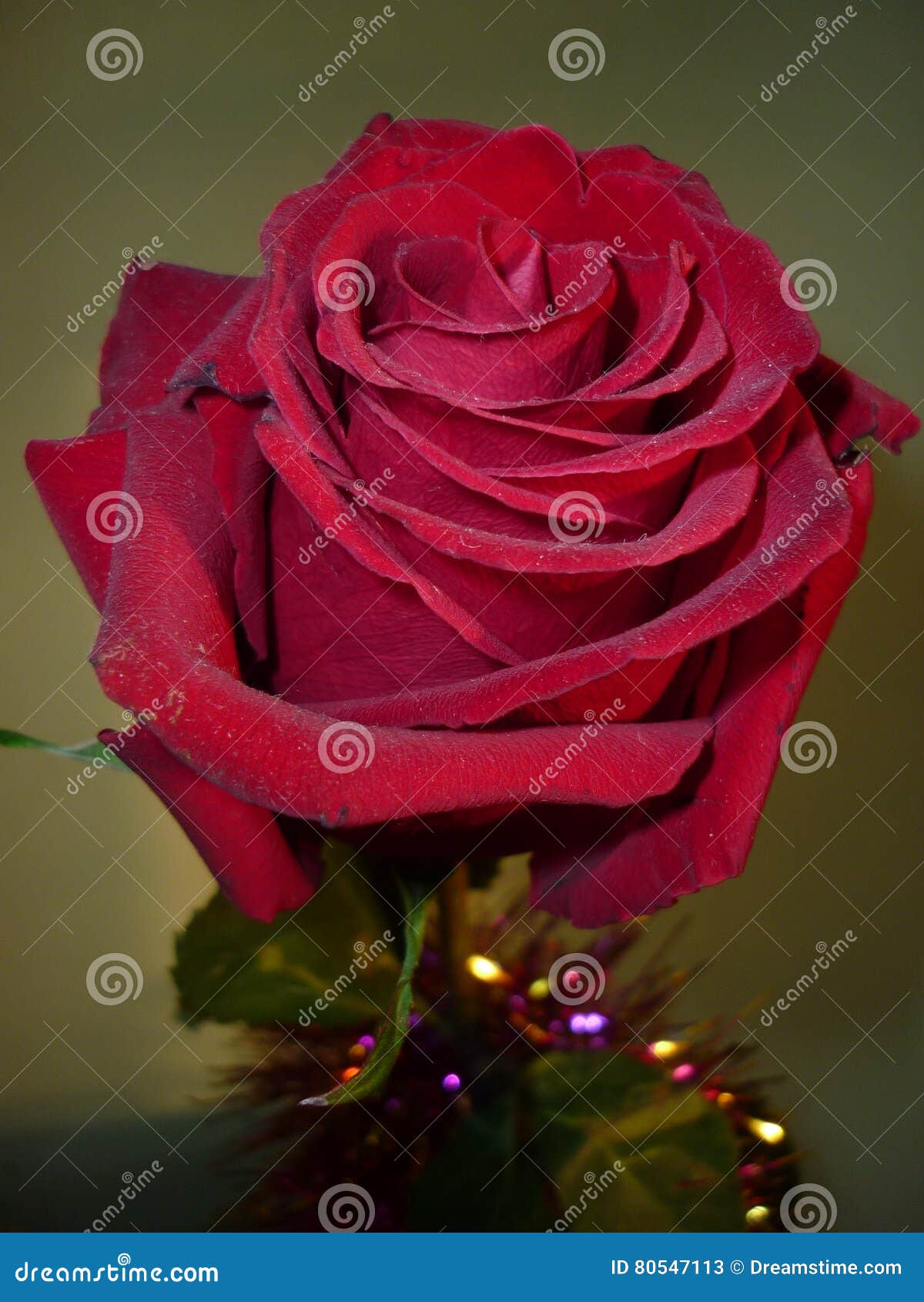 Rose stock image. Image of tinsel, rose, nice, nature - 80547113