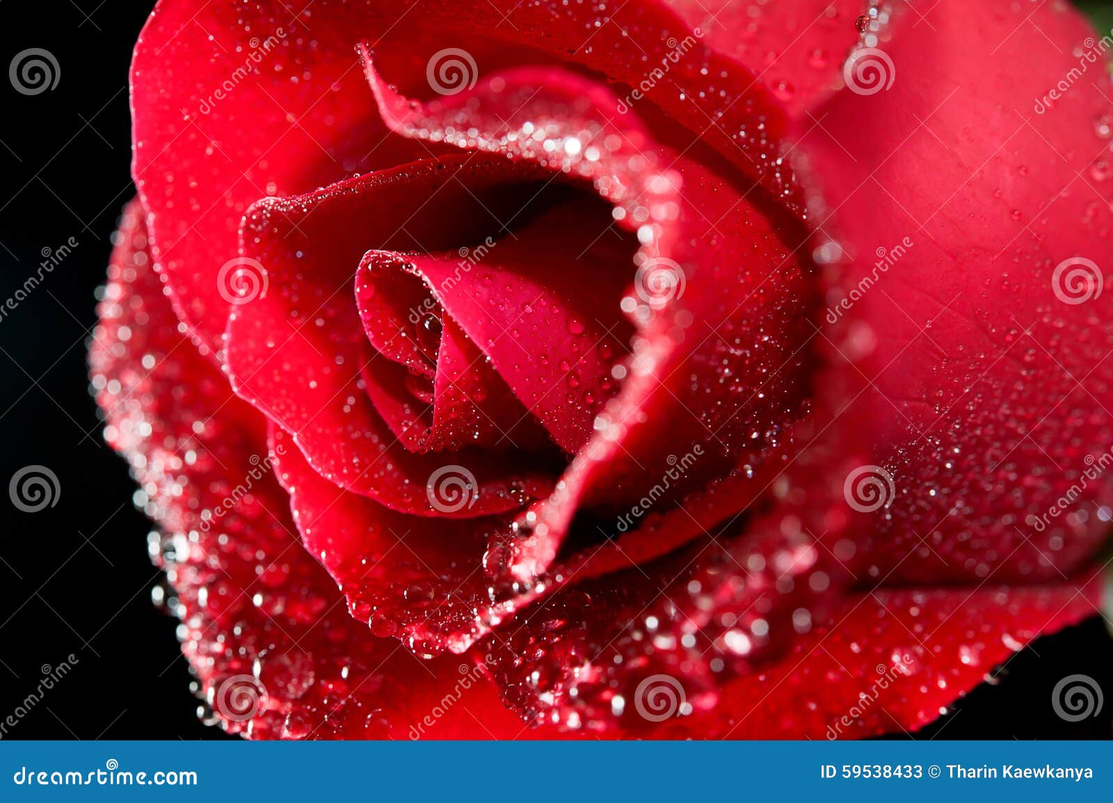 Rose red close up stock image. Image of beauty, bloom - 59538433