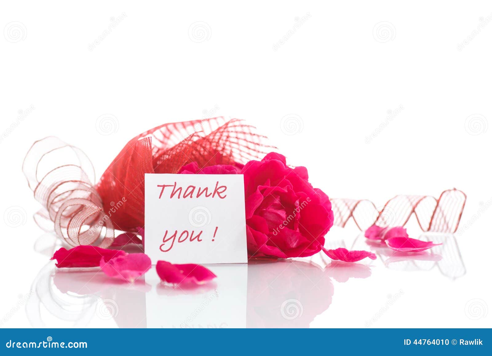Rose red with gratitude stock photo. Image of blossom - 44764010