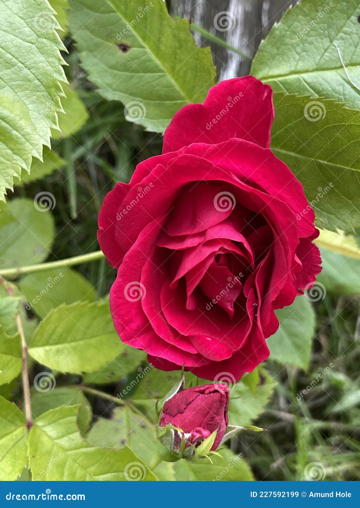 Rose stock image. Image of rose, green, garden, petals - 227592199