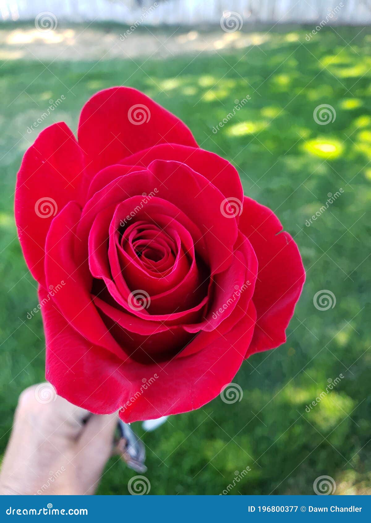 Rose red long stemmed stock image. Image of plant, peony - 196800377