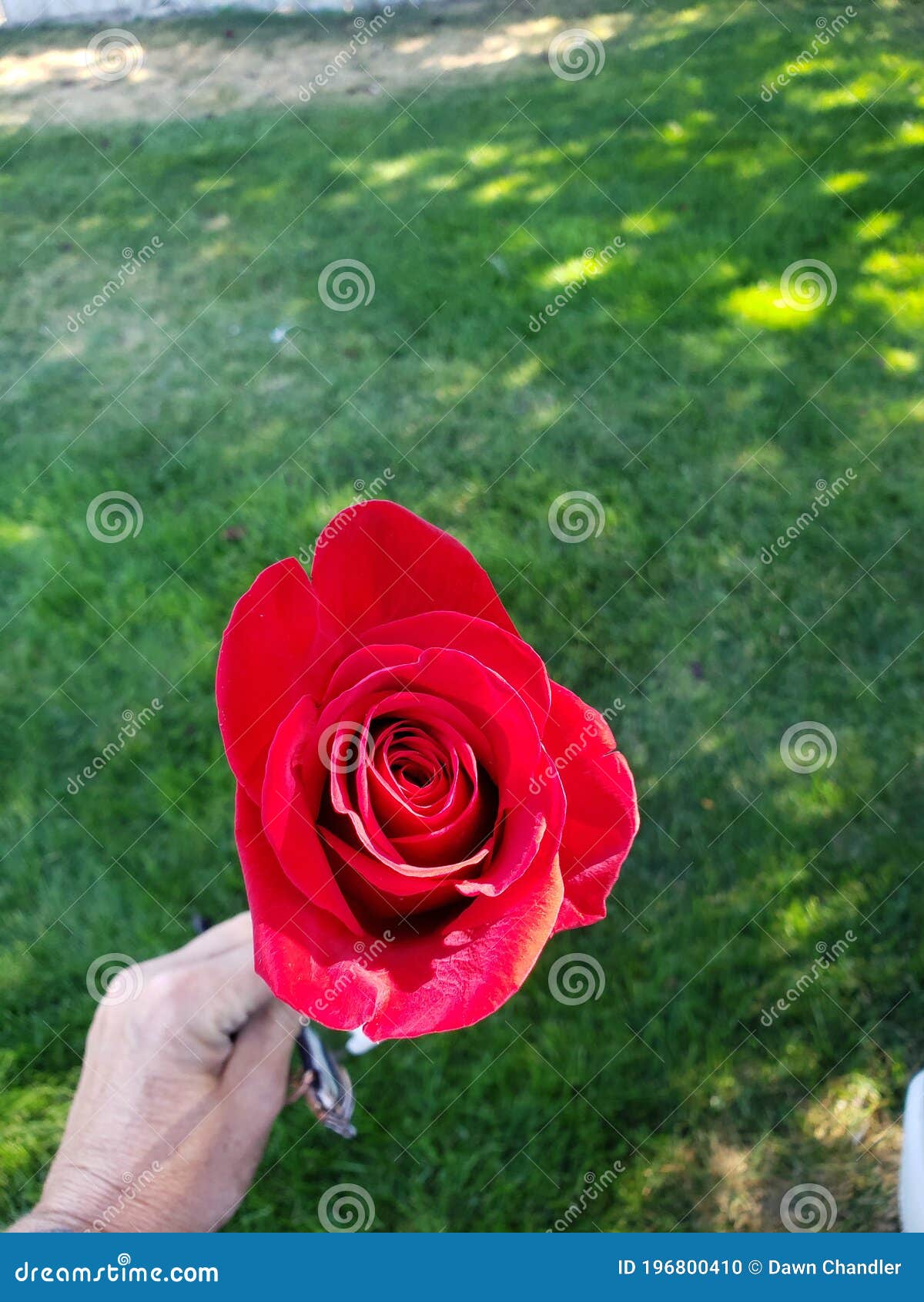 Rose red long stemmed stock photo. Image of flower, blossom - 196800410