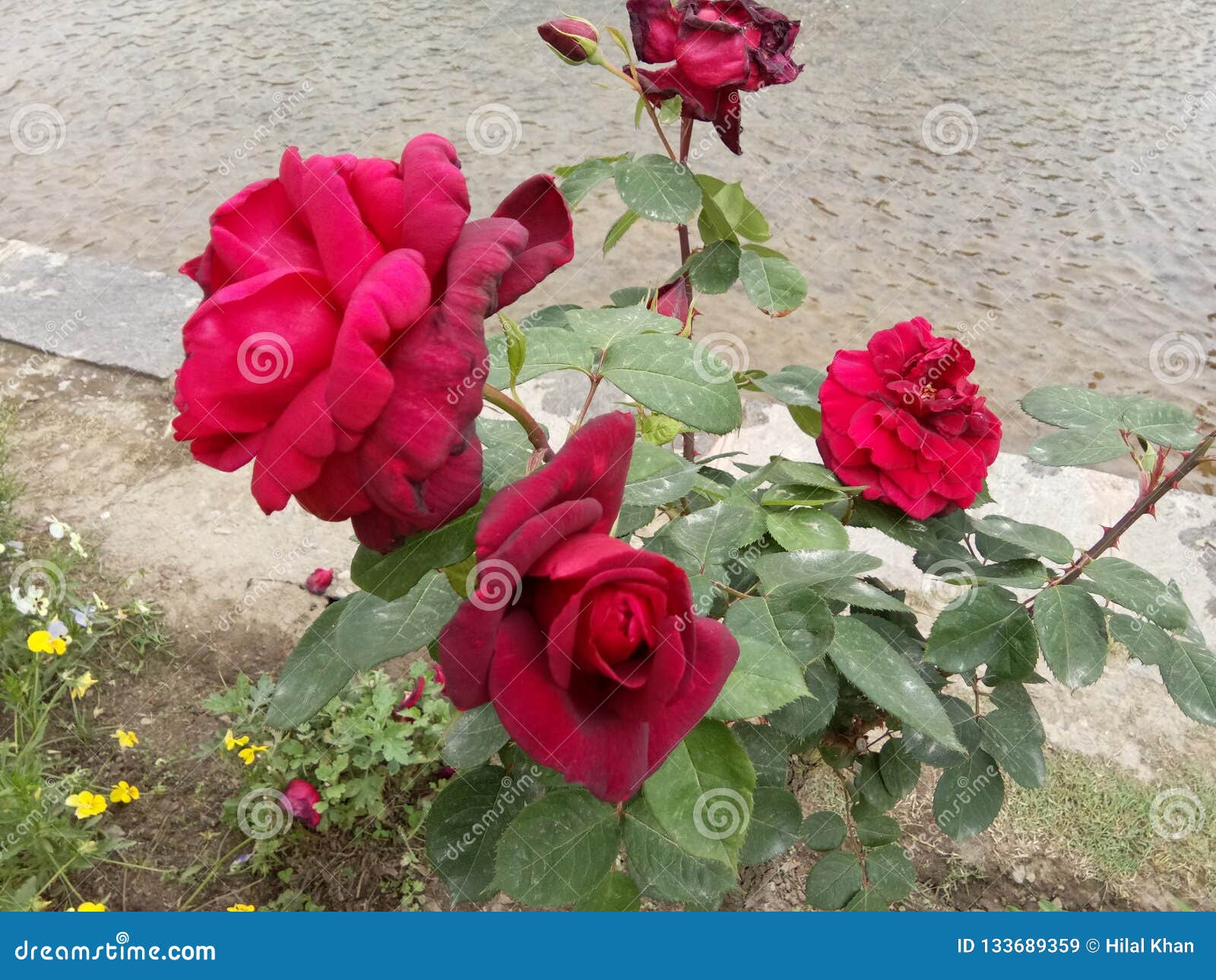 Rose stock image. Image of mughal, paradise, liveon - 133689359