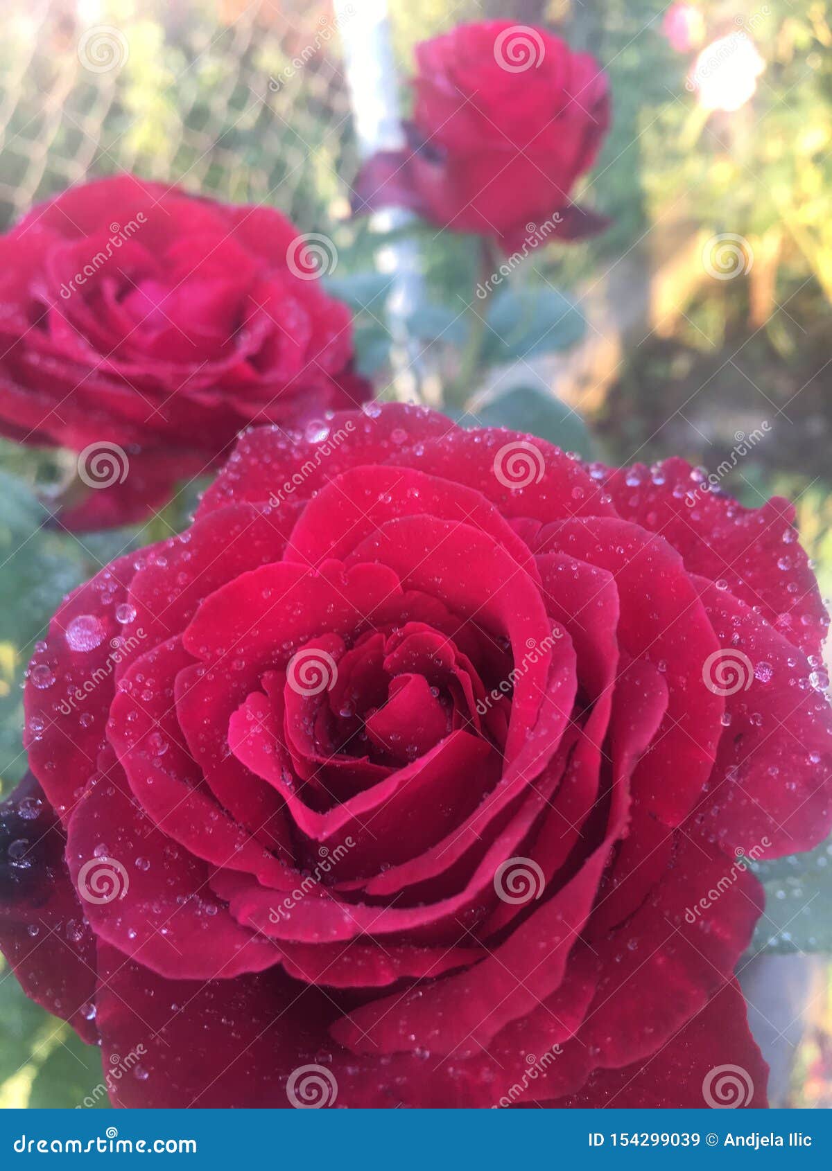 Rose stock image. Image of rose, rain, nature, roses - 154299039
