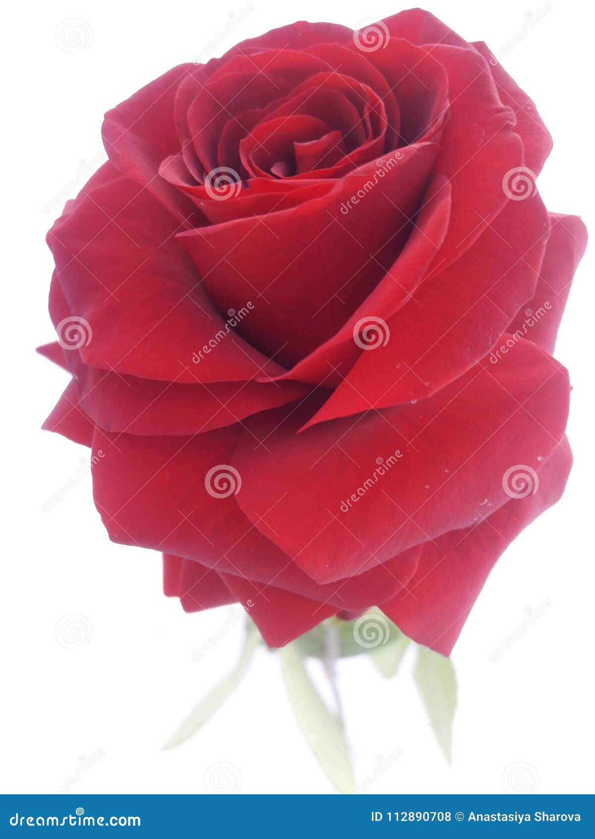 Rose stock photo. Image of white, snow, floeers, rouse - 112890708