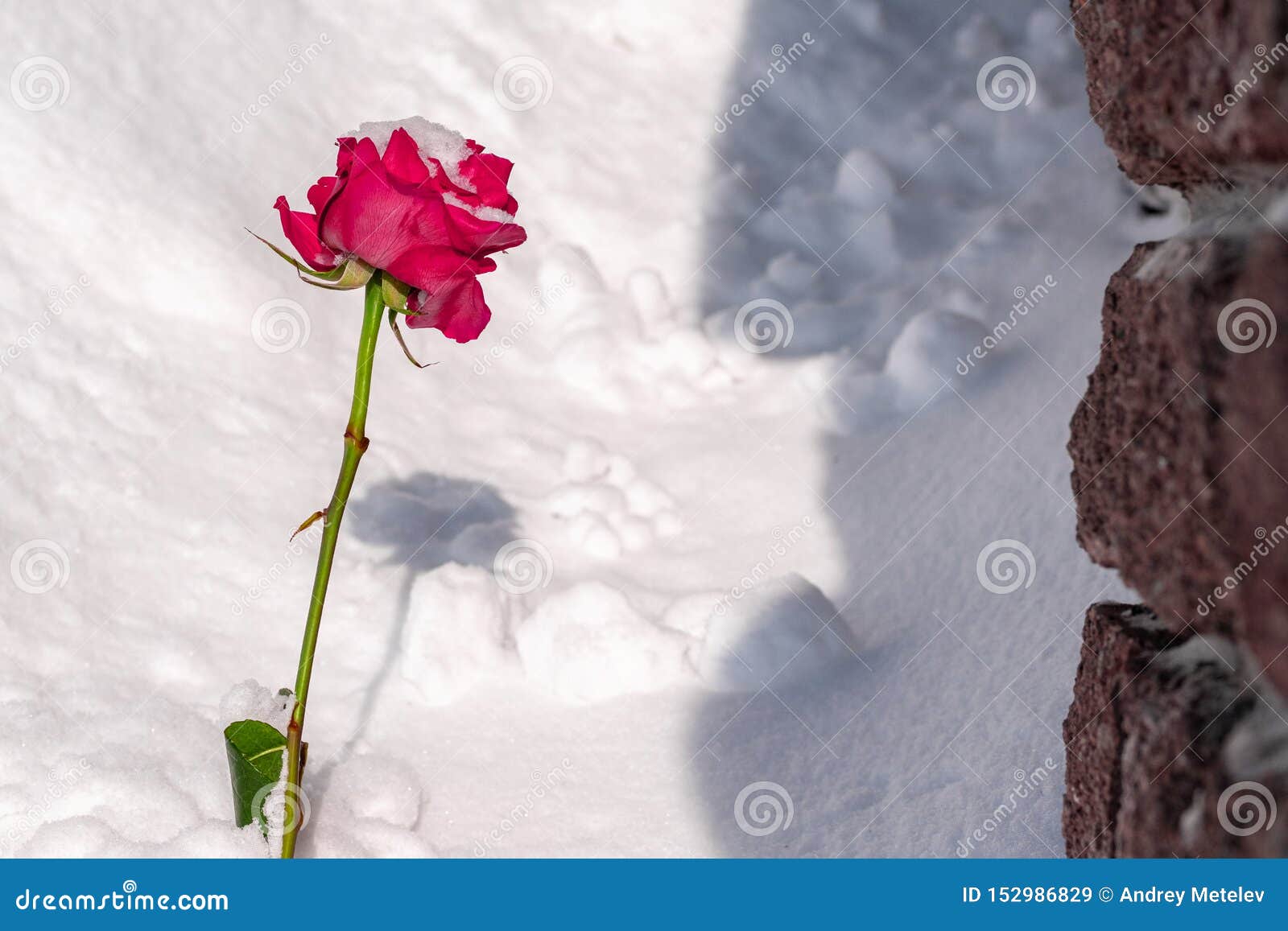 Rose Red Snow and Shadow from Stock Image - Image of cold, romantic ...
