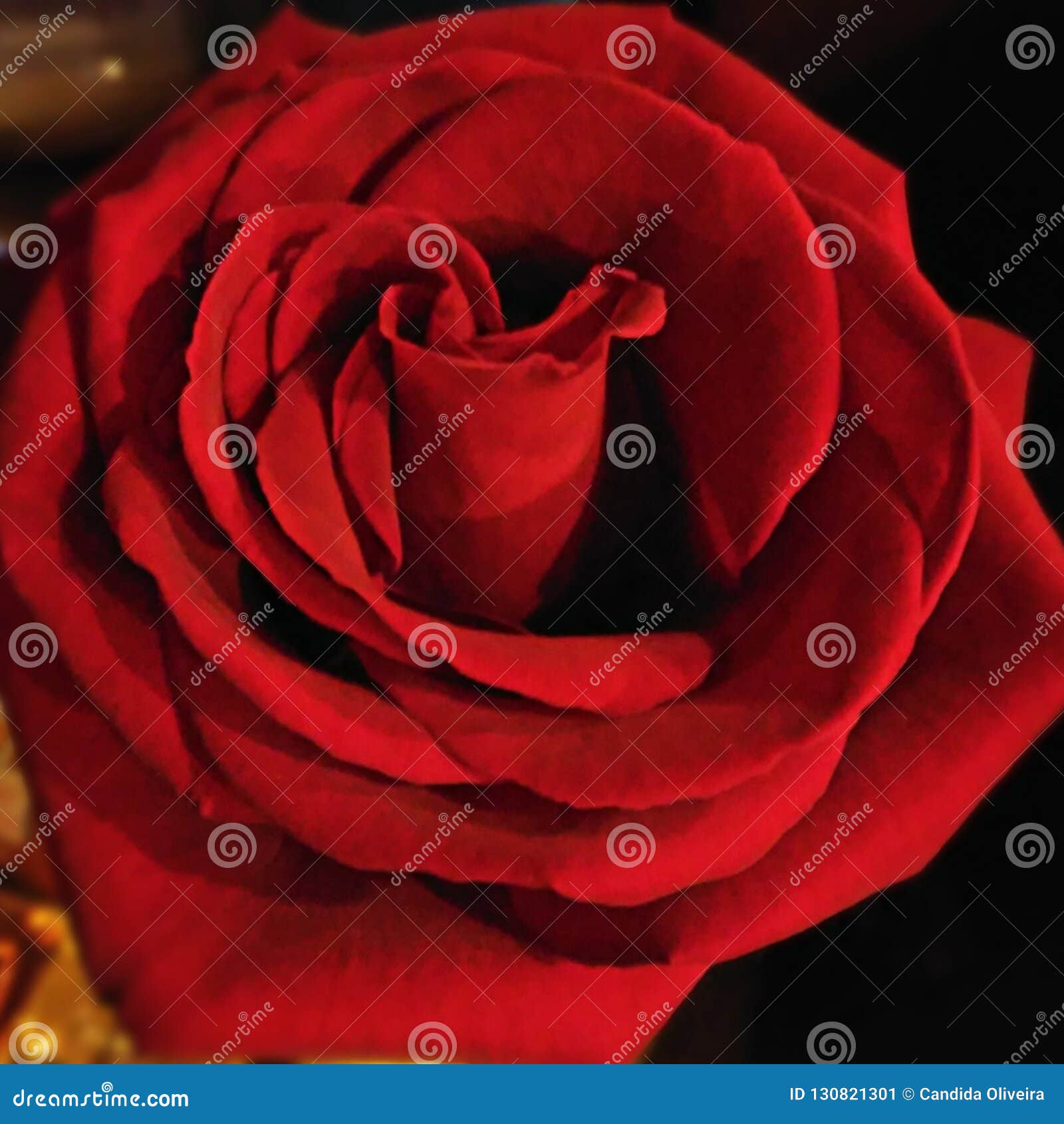 Rose stock image. Image of love, symbol, flower, rose - 130821301