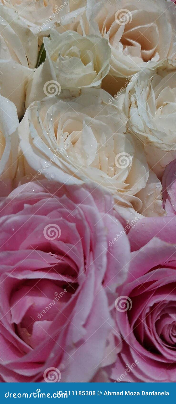 Rose red and white colors stock photo. Image of white - 211185308