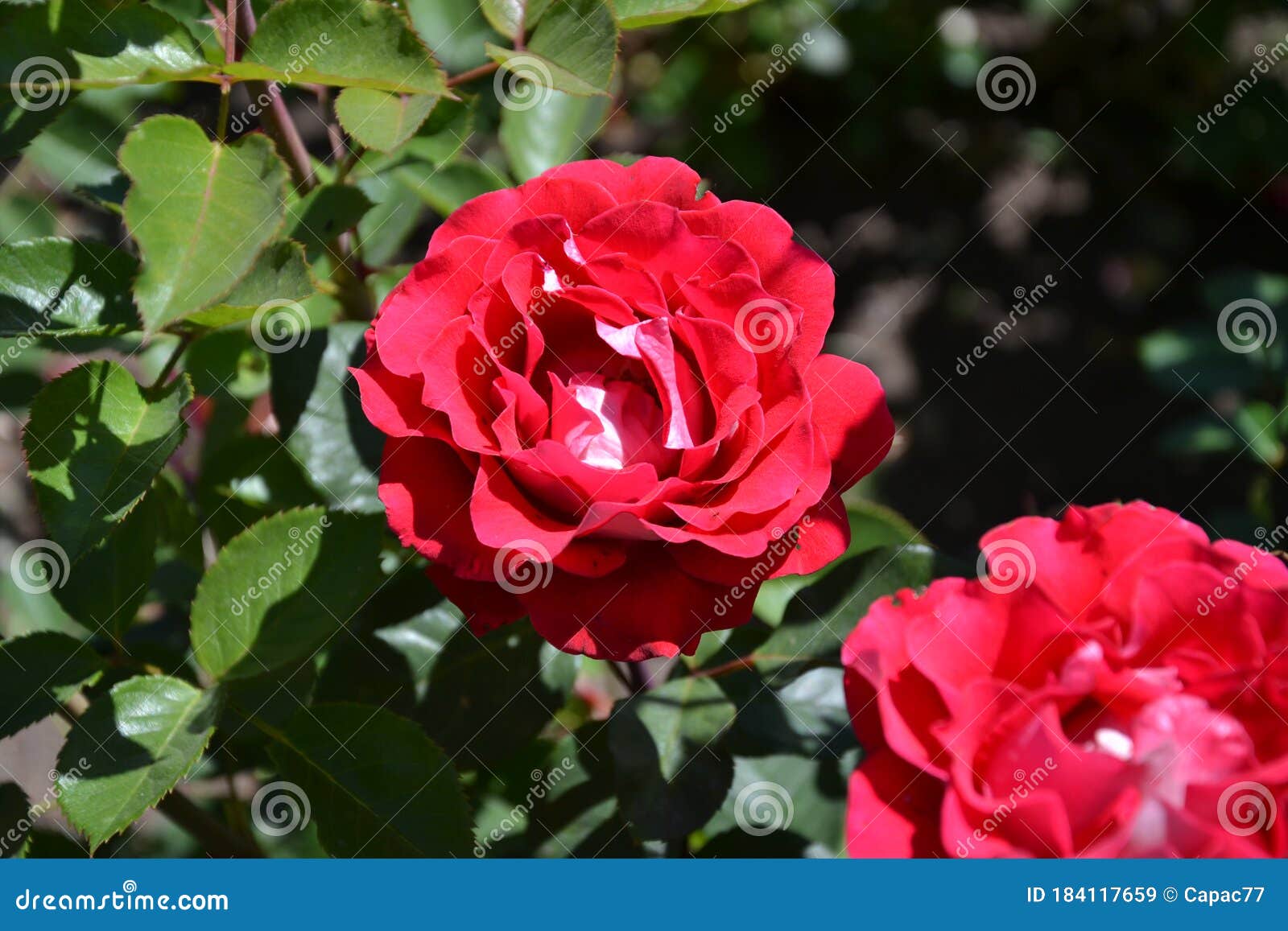 Rose with Red and White Petals Stock Image - Image of roses, flower ...
