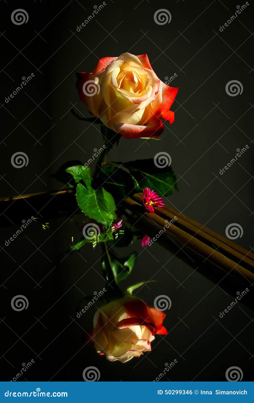 Rose and the Reflection in the Mirror Stock Photo - Image of beautiful ...