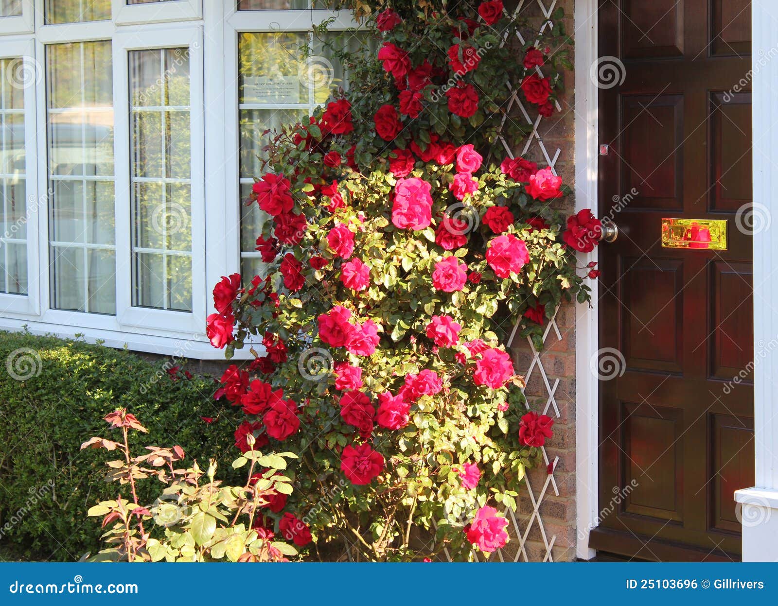 Rose Reflections stock photo. Image of trellis, rose - 25103696