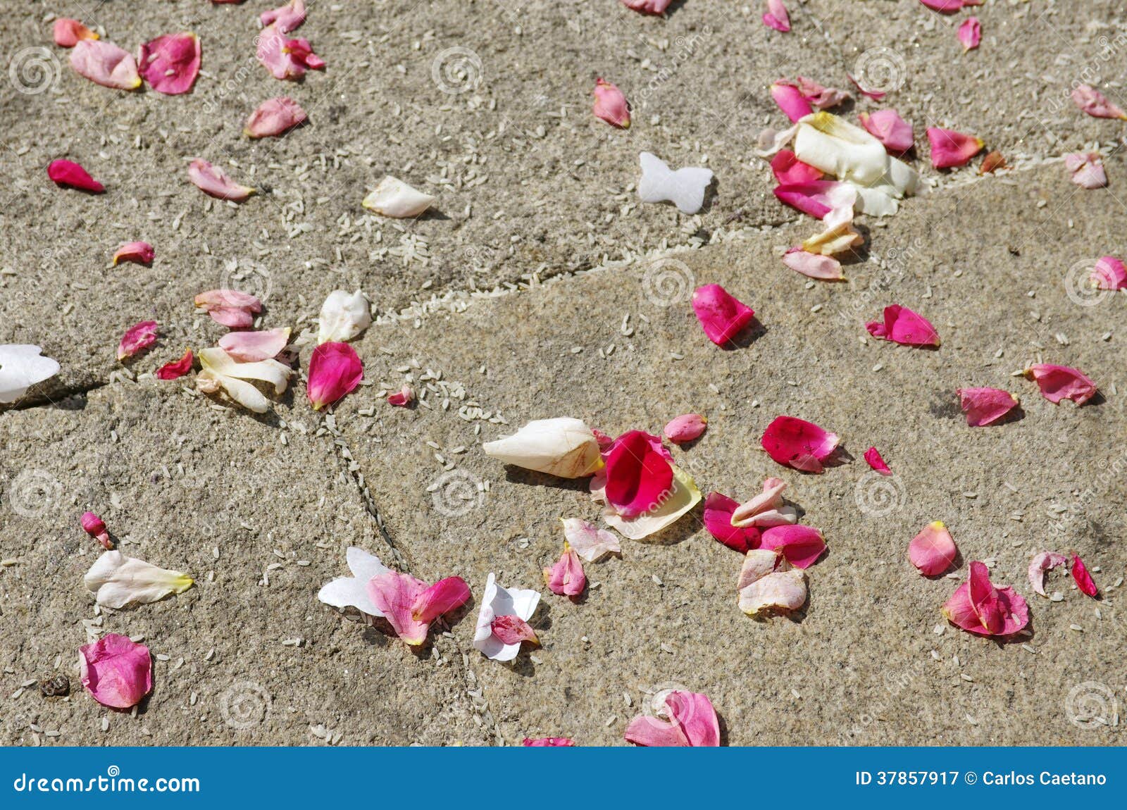 Rose and Rice stock image. Image of falling, flower, love - 37857917