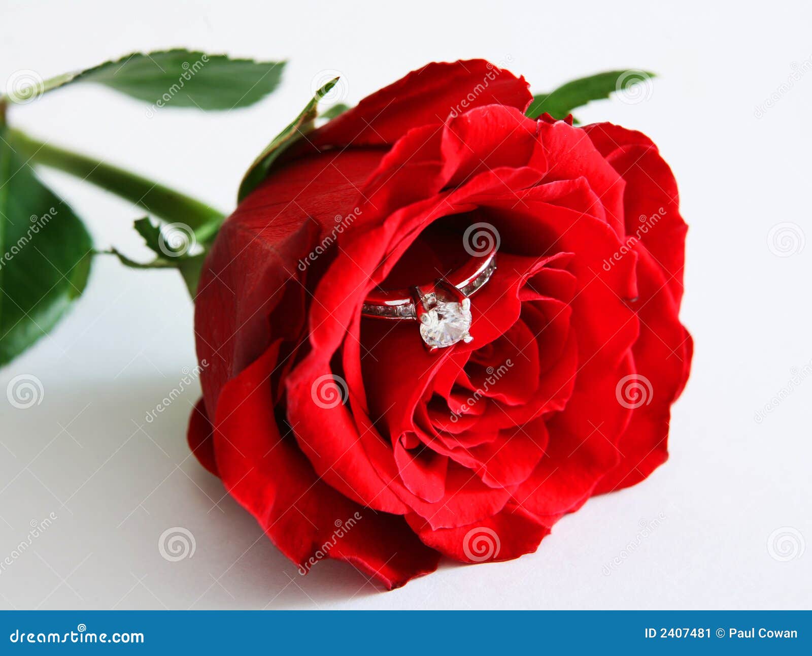 Rose and ring 2 stock image. Image of diamond, wedding - 2407481