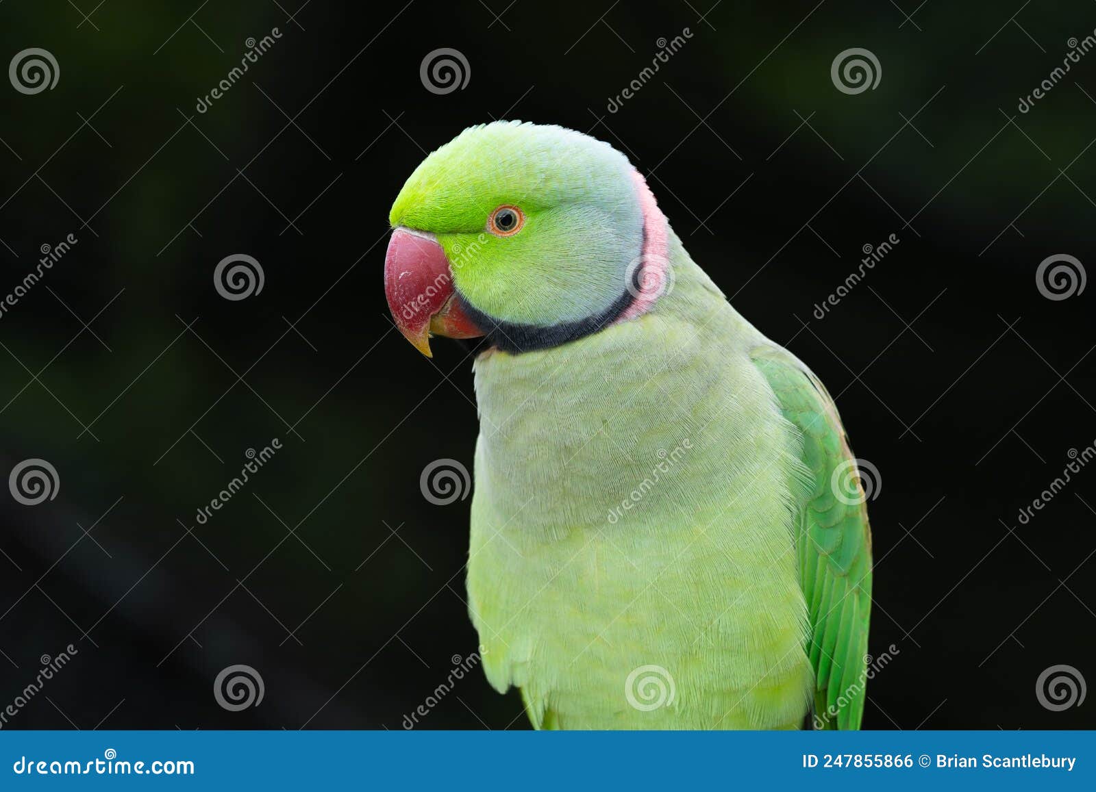 Rose ring necked parrot stock photo. Image of tourism - 247855866