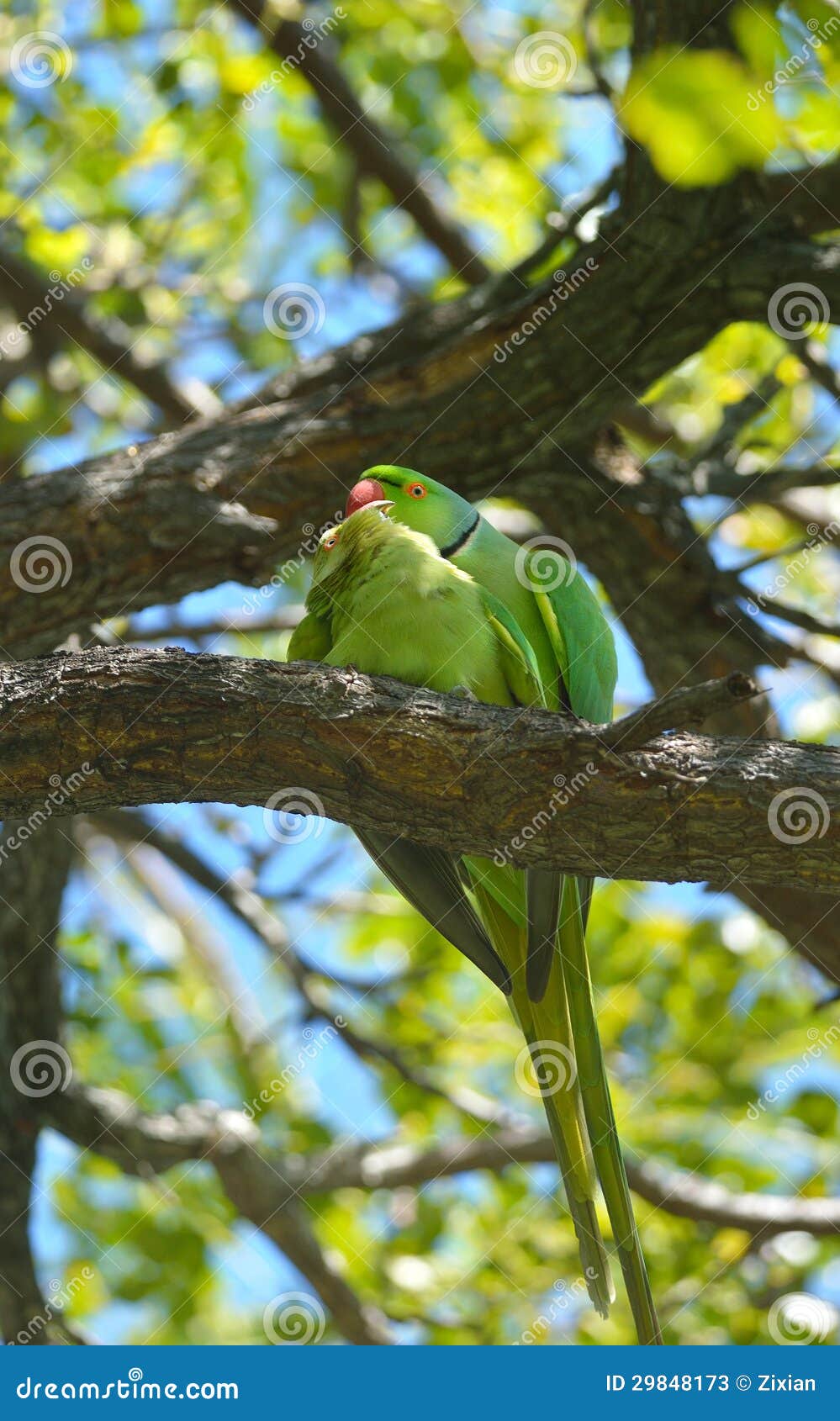 Rose Ring-necked Parrots Matting Stock Image - Image of rose, colorful ...