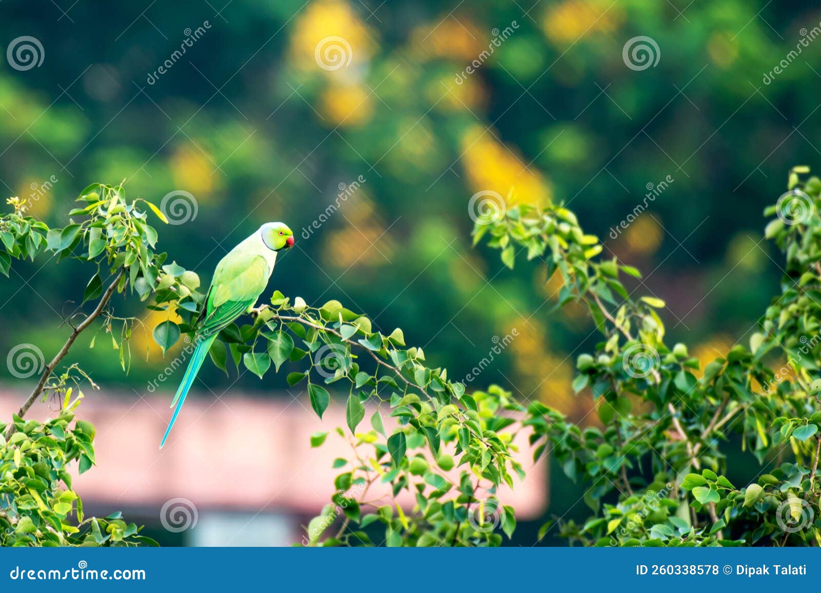 Rose ringed Parakeet stock photo. Image of autumn, flower - 260338578