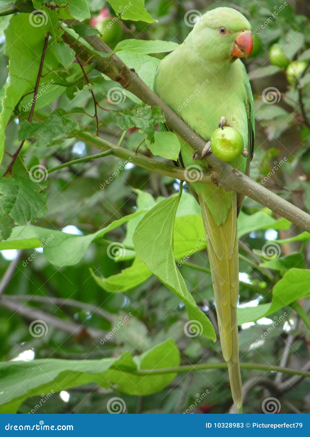 Rose-Ringed Parakeet stock image. Image of rose, bill - 10328983