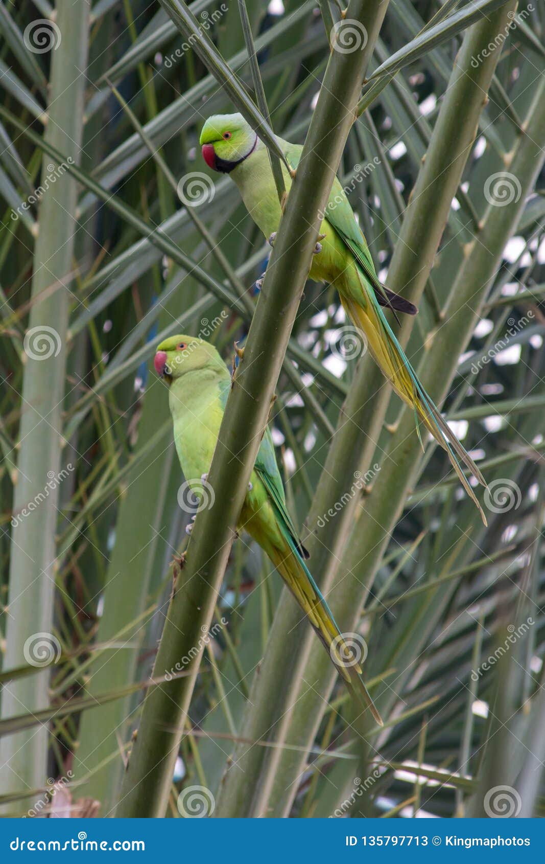 A Pair of Rose-Ringed Parakeet Stock Image - Image of forest, krameri ...