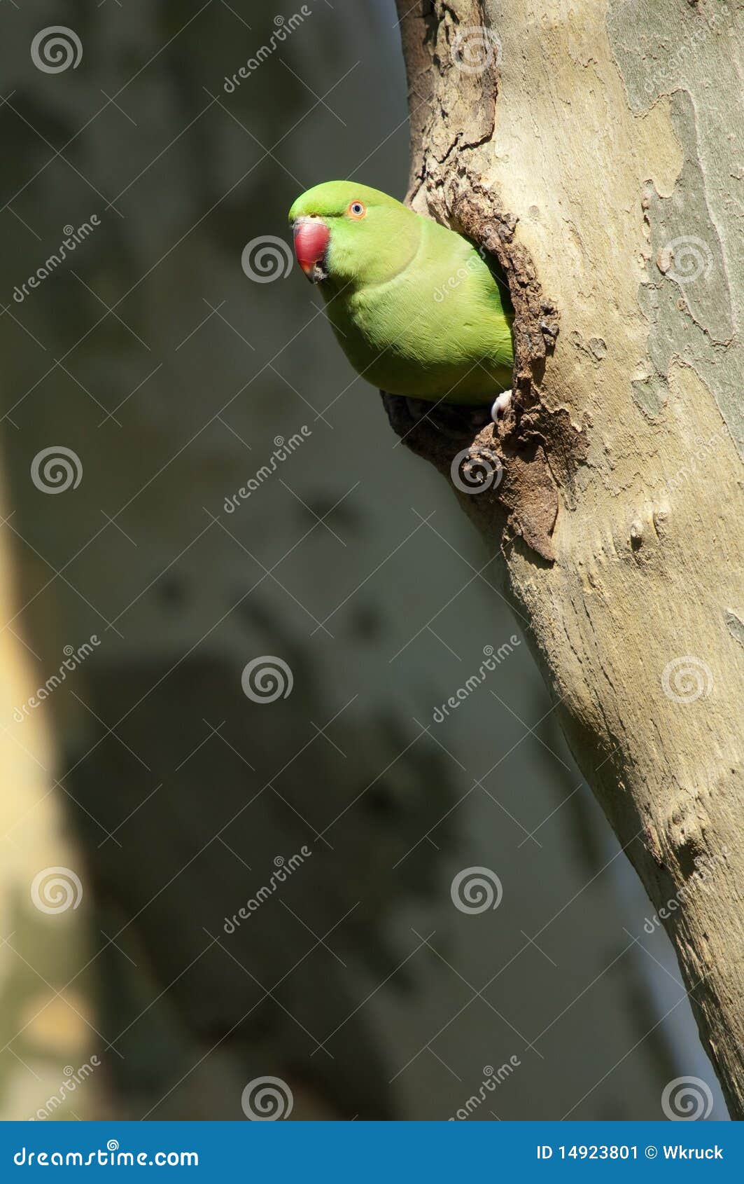 Rose-ringed parakeet stock image. Image of bird, psittacula - 14923801