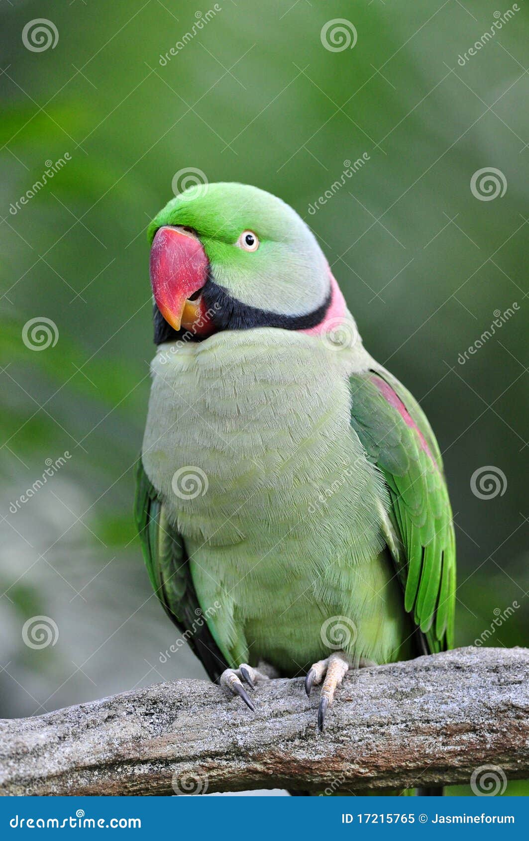 Rose-ringed Parakeet Royalty Free Stock Photo - Image: 17215765