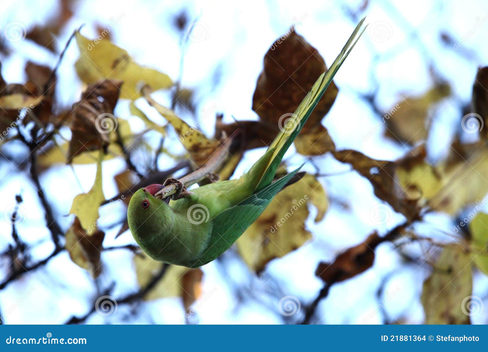 Rose-ringed Parakeet stock photo. Image of parrot, park - 21881364