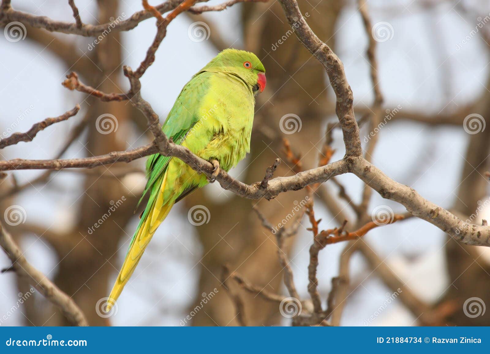 Rose-ringed parakeet stock photo. Image of park, rose - 21884734