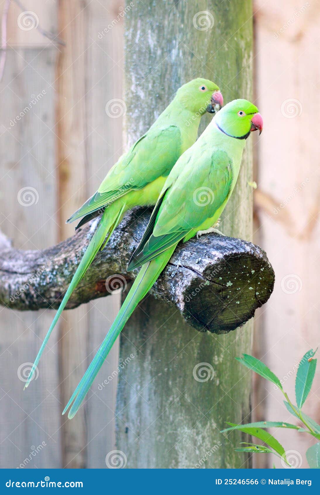 Rose-ringed parakeet stock photo. Image of pair, branch - 25246566