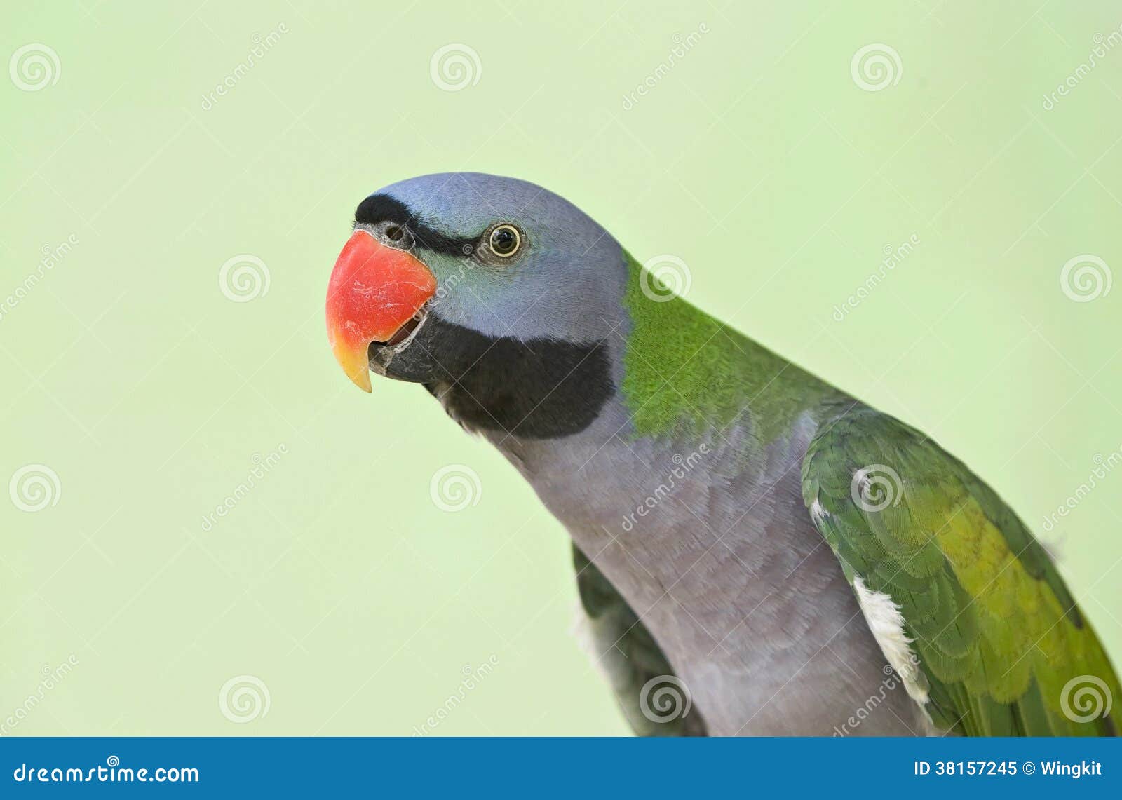 Rose-ringed Parakeet stock image. Image of hong, parrot - 38157245