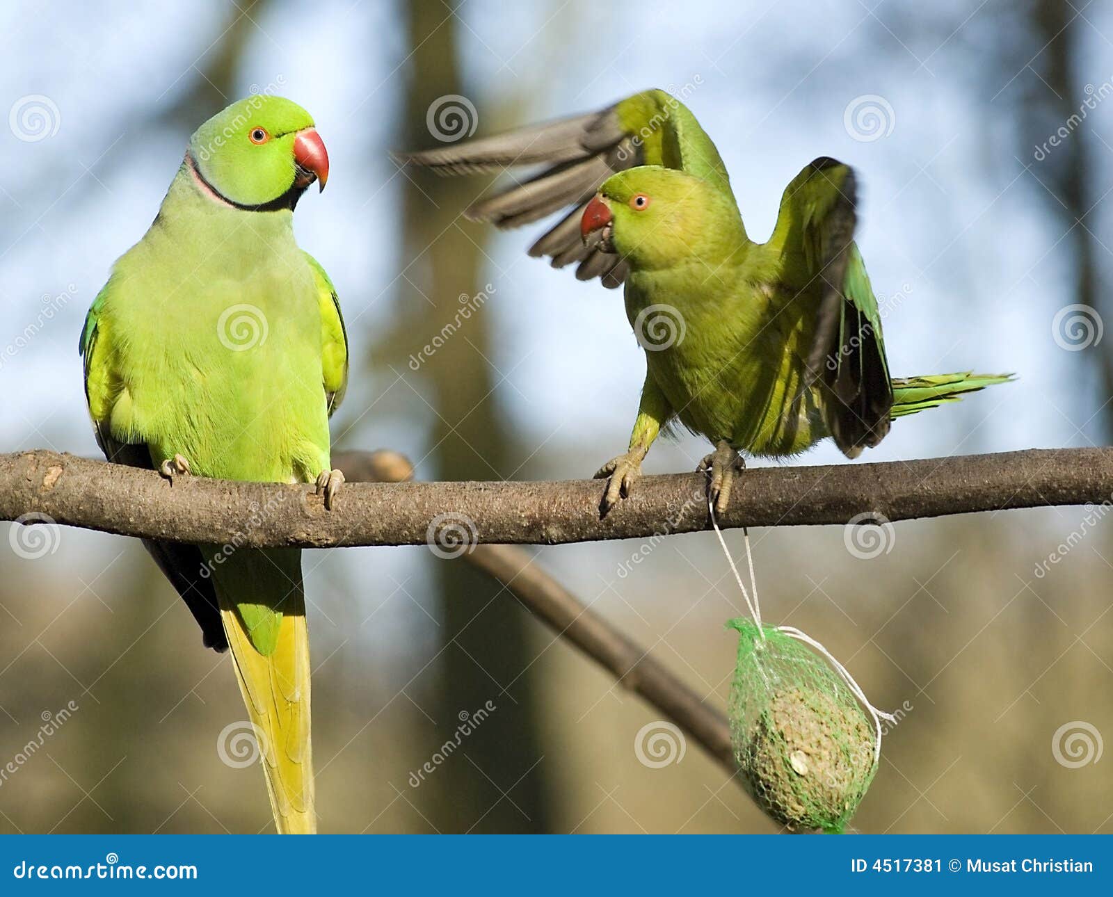Rose-ringed Parakeet stock image. Image of finger, bird - 4517381