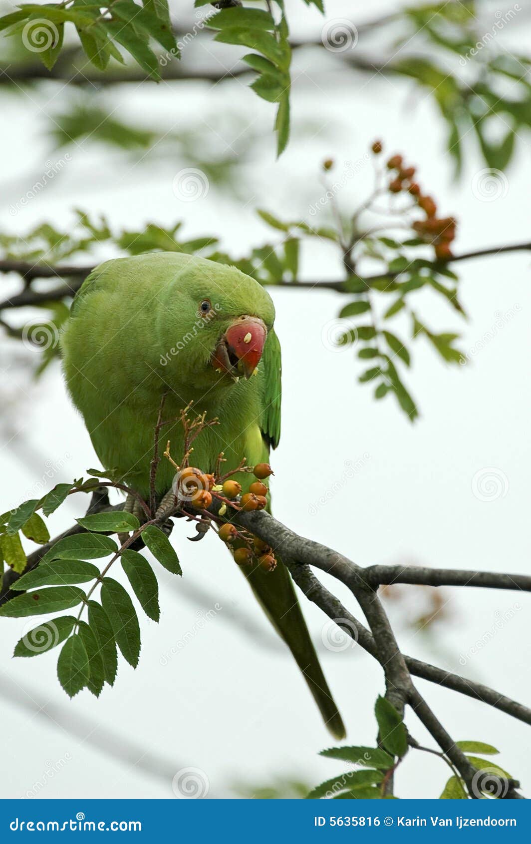 Rose-ringed parakeet stock photo. Image of berries, krameri - 5635816