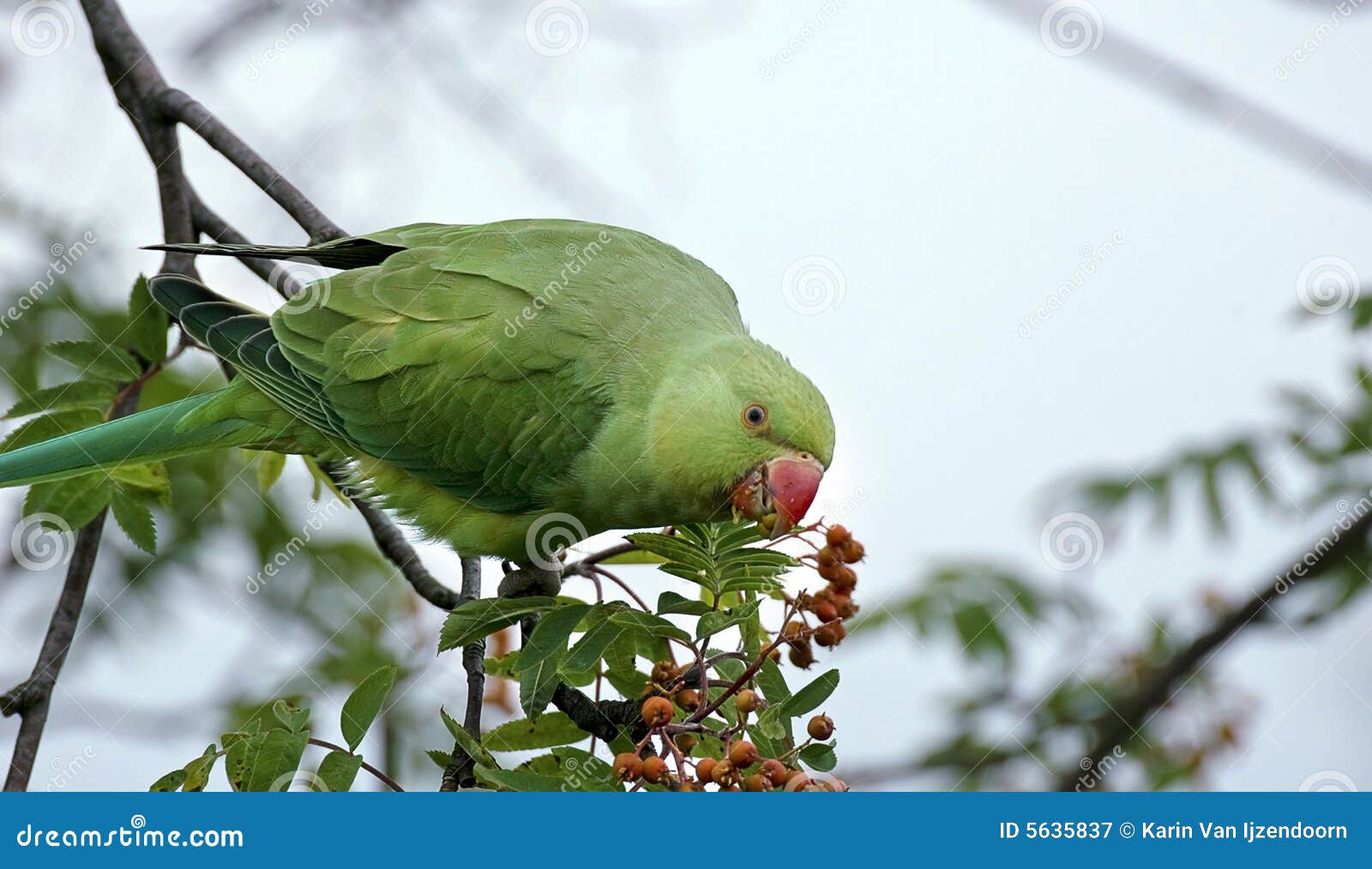 Rose-ringed parakeet stock image. Image of parakeet, green - 5635837