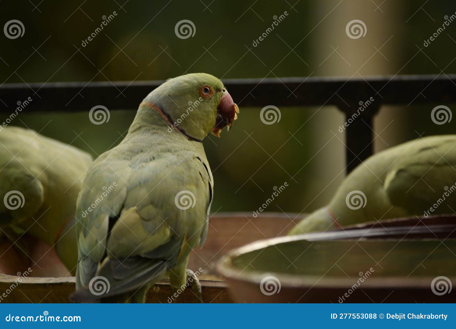 Rose Ringed Parakeet Also Known As the Ring Necked Parakeet Stock Photo ...
