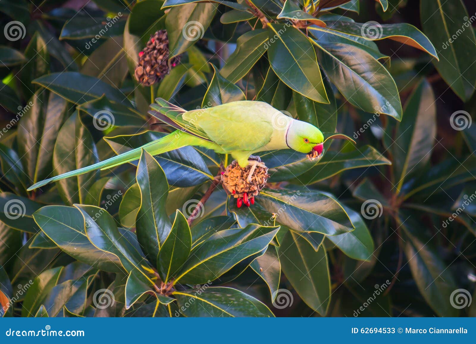 Rose-ringed parakeet stock image. Image of parakeet, bird - 62694533