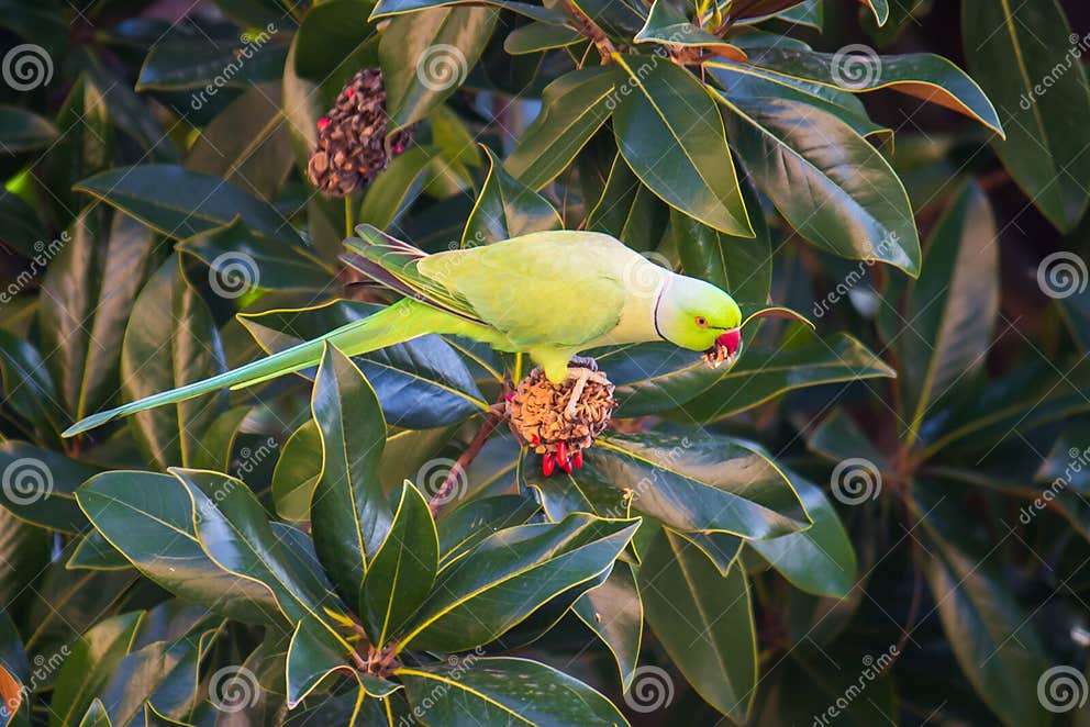Rose-ringed parakeet stock image. Image of parakeet, bird - 62694533
