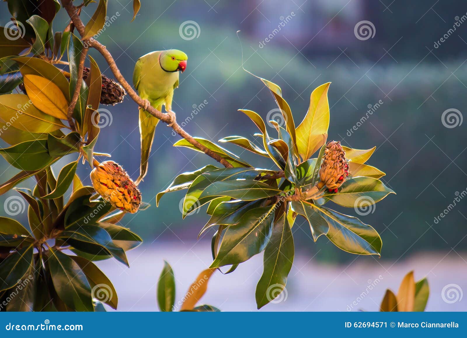 Rose-ringed parakeet stock image. Image of endangered - 62694571