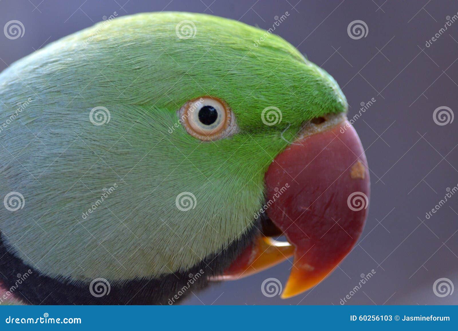 Rose-ringed Parakeet stock image. Image of blue, close - 60256103
