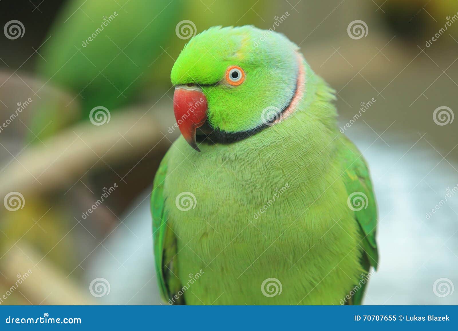 Rose-ringed parakeet stock image. Image of psittacula - 70707655