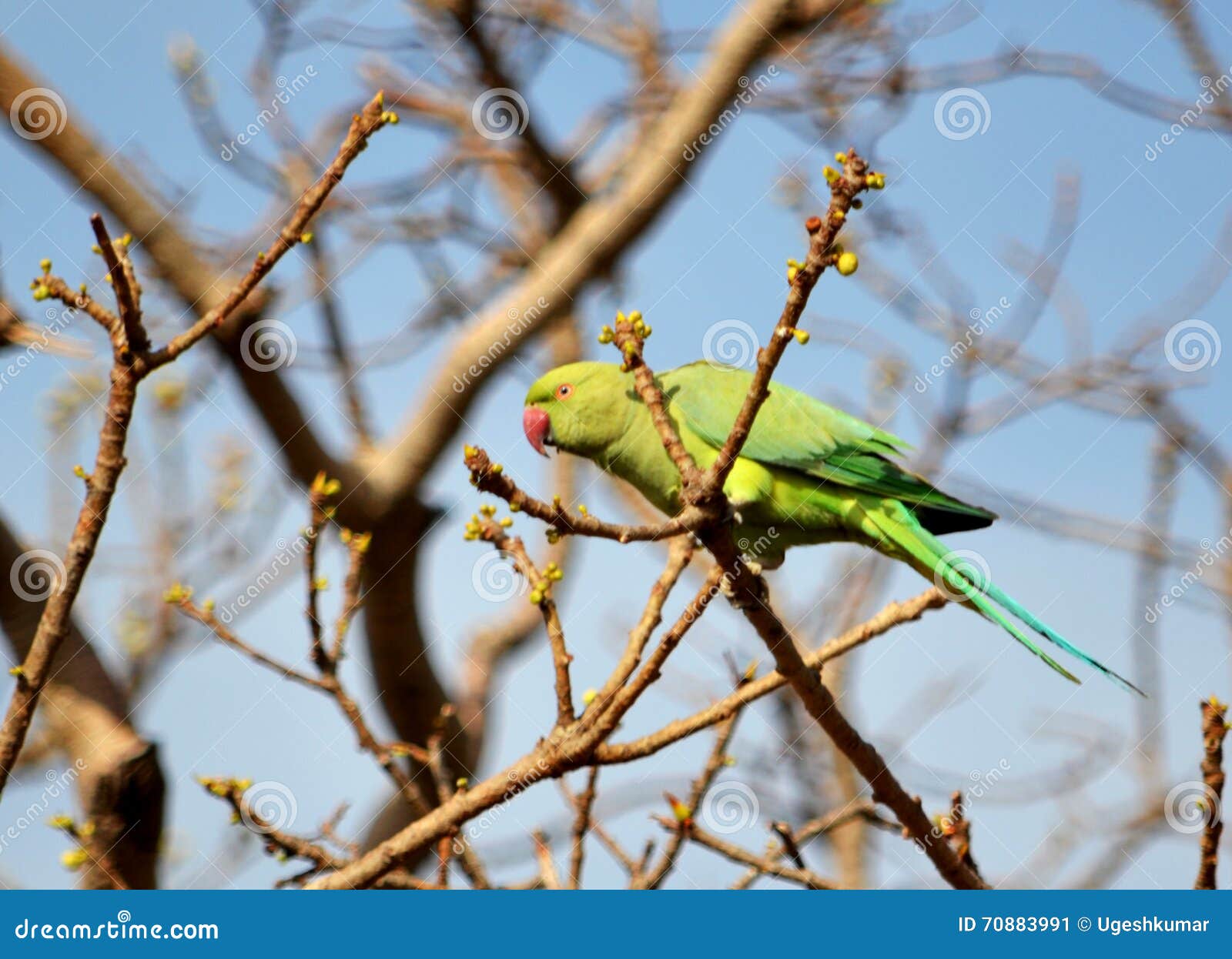 Rose-ringed parakeet stock image. Image of green, wild - 70883991