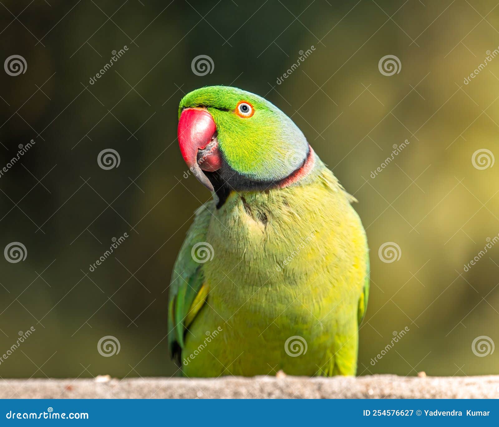 A Rose Ringed Parakeet Looking Up Stock Image - Image of wild, head ...