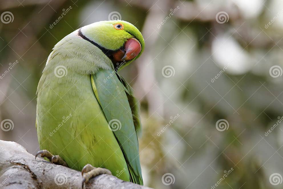 Rose-ringed parakeet stock image. Image of pose, nice - 145568849