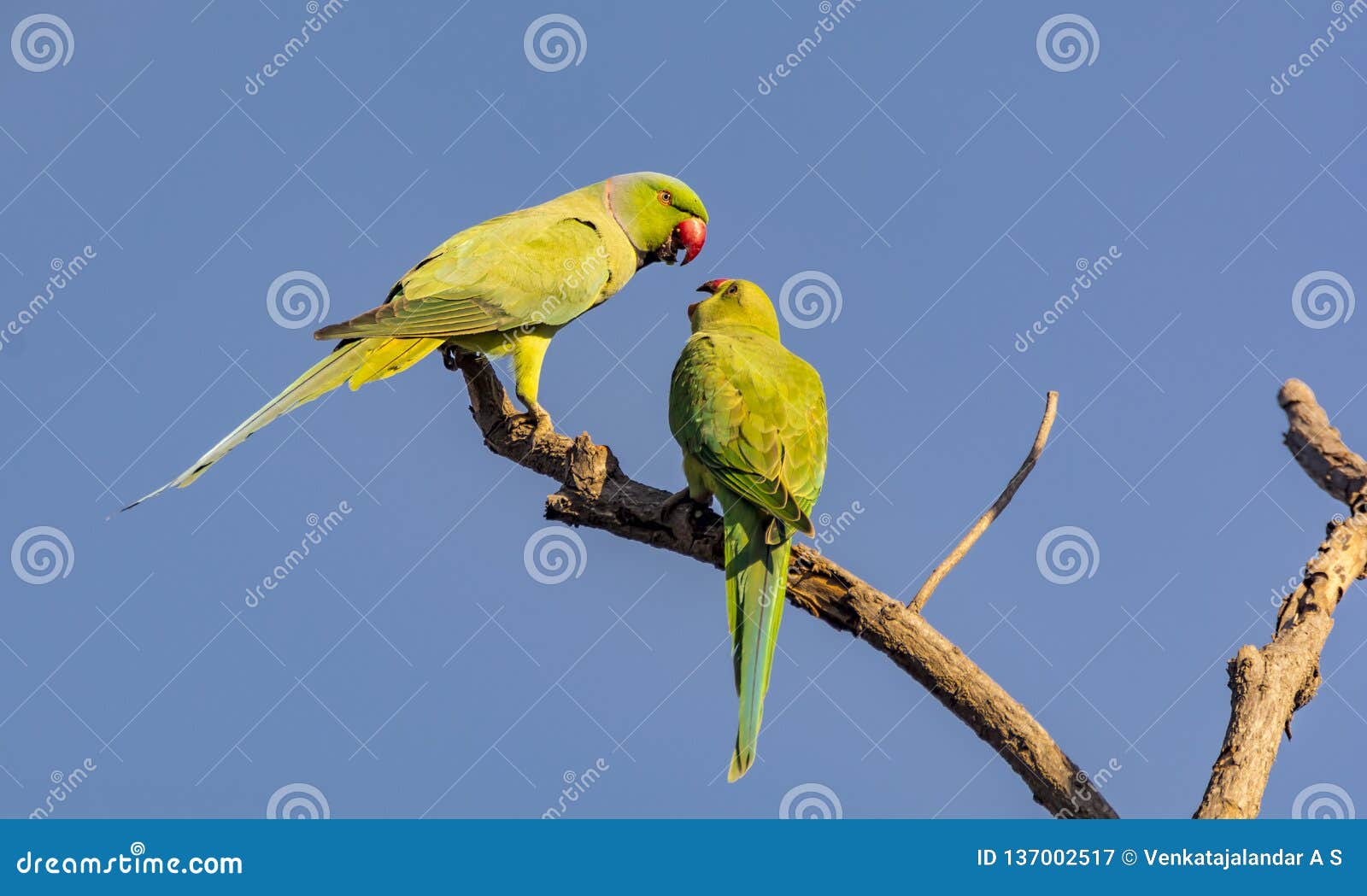Rose Ringed Parakeet - Pair Chatting Stock Image - Image of beak ...