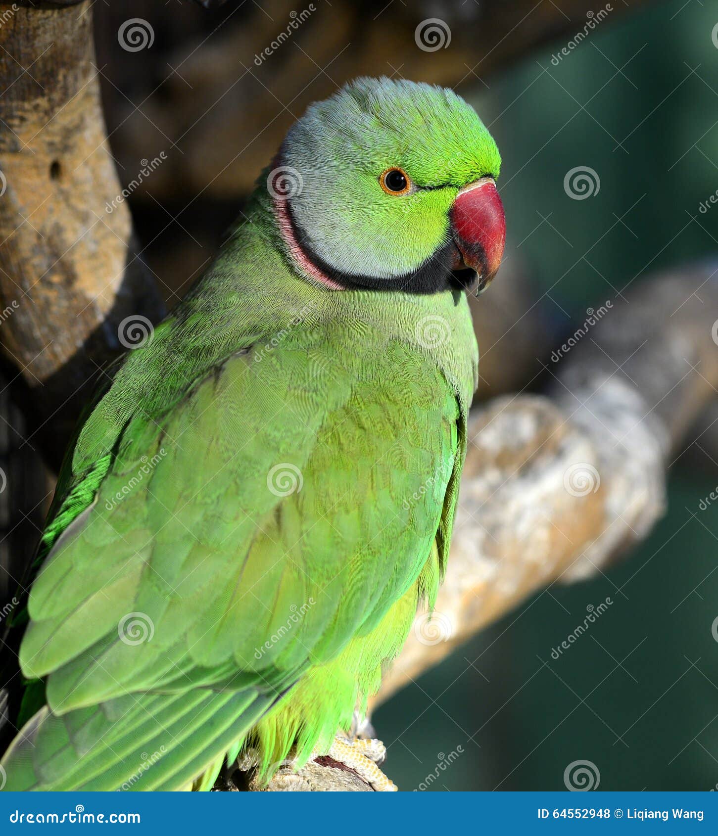 Rose-ringed Parakeet stock photo. Image of animals, food - 64552948