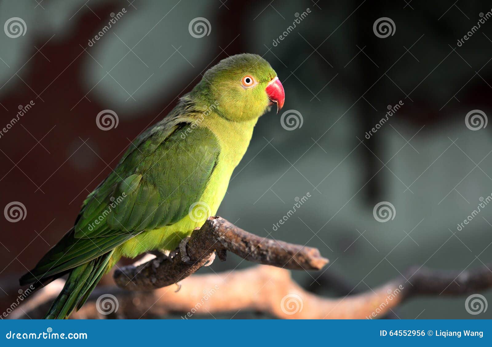 Rose-ringed Parakeet stock photo. Image of green, birds - 64552956