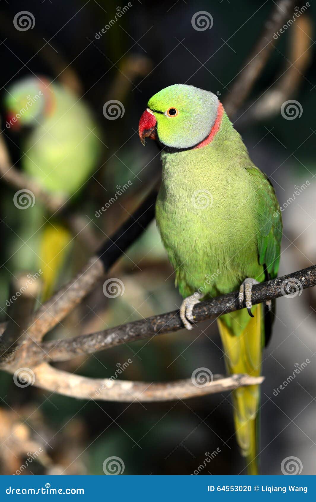 Rose-ringed Parakeet stock photo. Image of food, green - 64553020